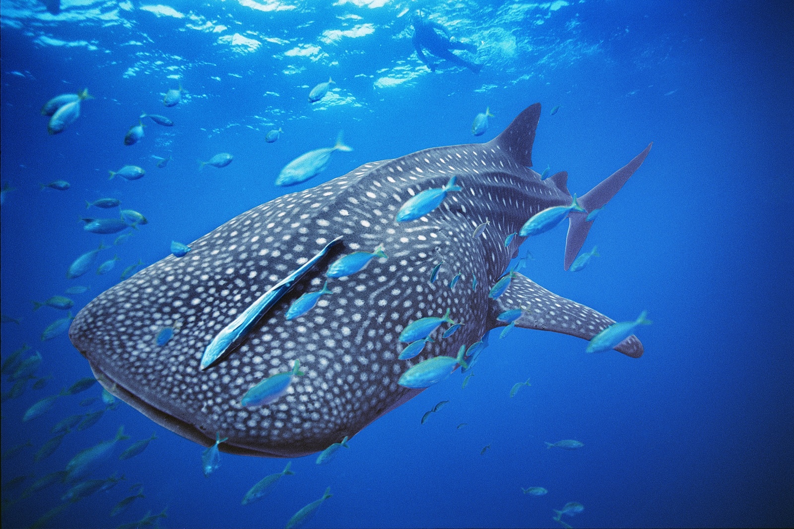 Brian Skerry – YLovePhoto